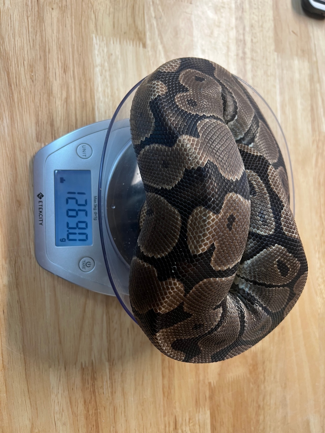 Het Hypo Ball Python by Bearded Brothers Exotics - MorphMarket