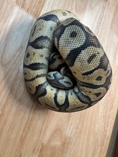 Super Pastel Ball Python by Bearded Brothers Exotics