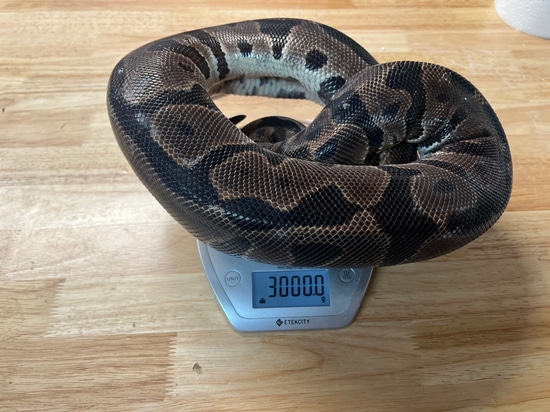 Leopard Blade Ball Python by Bearded Brothers Exotics