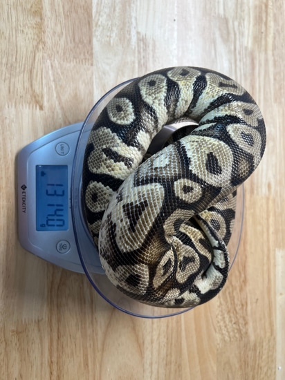 Pastel Yellowbelly Ball Python by Bearded Brothers Exotics