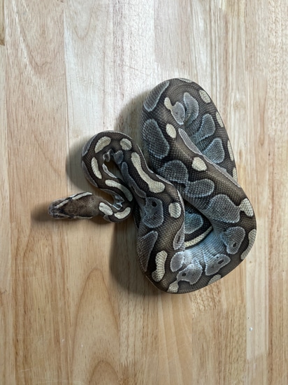 Butter Het Gstripe Ball Python by Bearded Brothers Exotics
