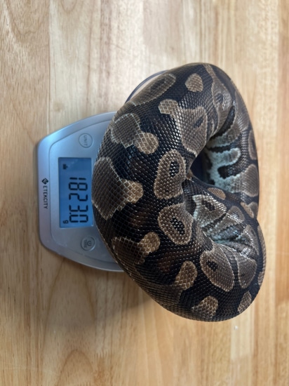 Het Pied Ball Python by Bearded Brothers Exotics