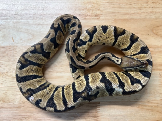 Pastel Zebra Het Hypo Adult Male Ball Python by Bearded Brothers Exotics