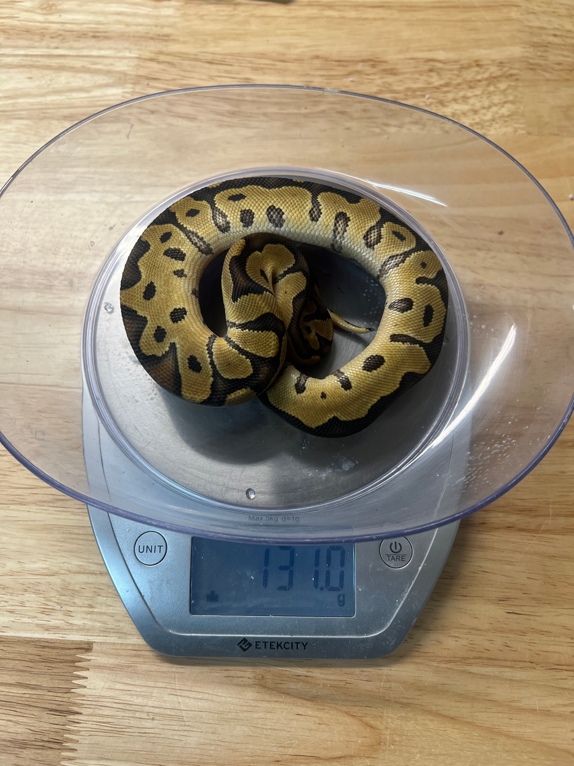 Clown Het Desert Ghost Ball Python by Bearded Brothers Exotics - MorphMarket