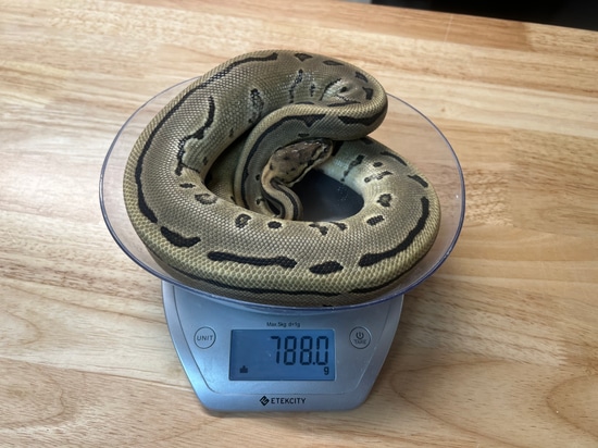 Desert Ghost Leopard Pinstripe Ball Python by Bearded Brothers Exotics
