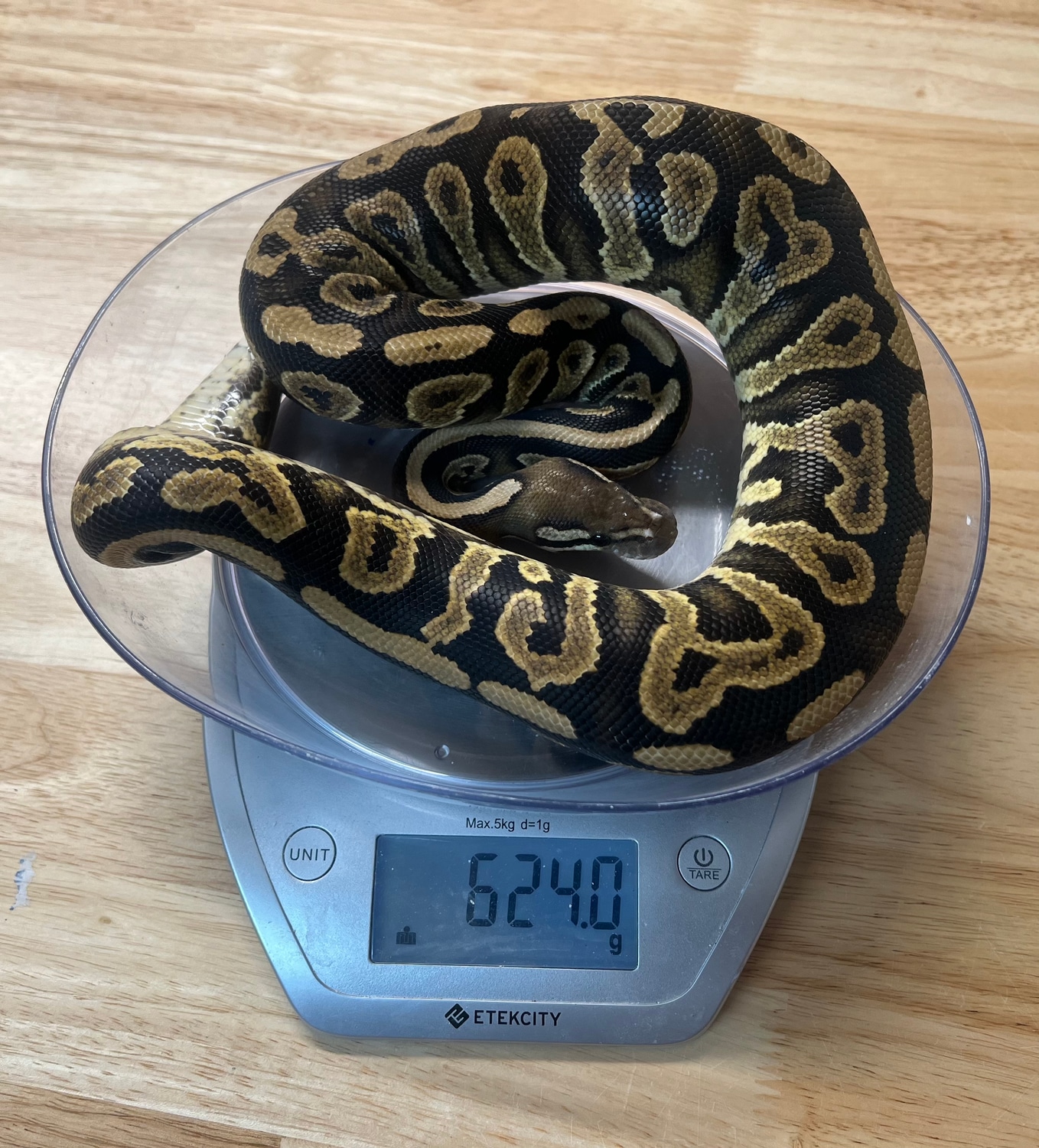 Cinnamon Yellow Belly Het Desert Ghost Ball Python by Bearded Brothers ...