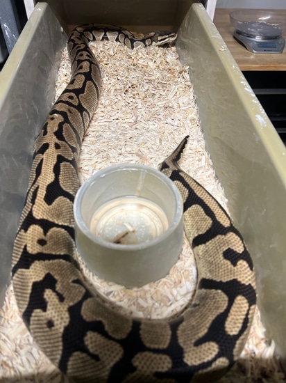 RTB Pastel Blade Ball Python by Bearded Brothers Exotics