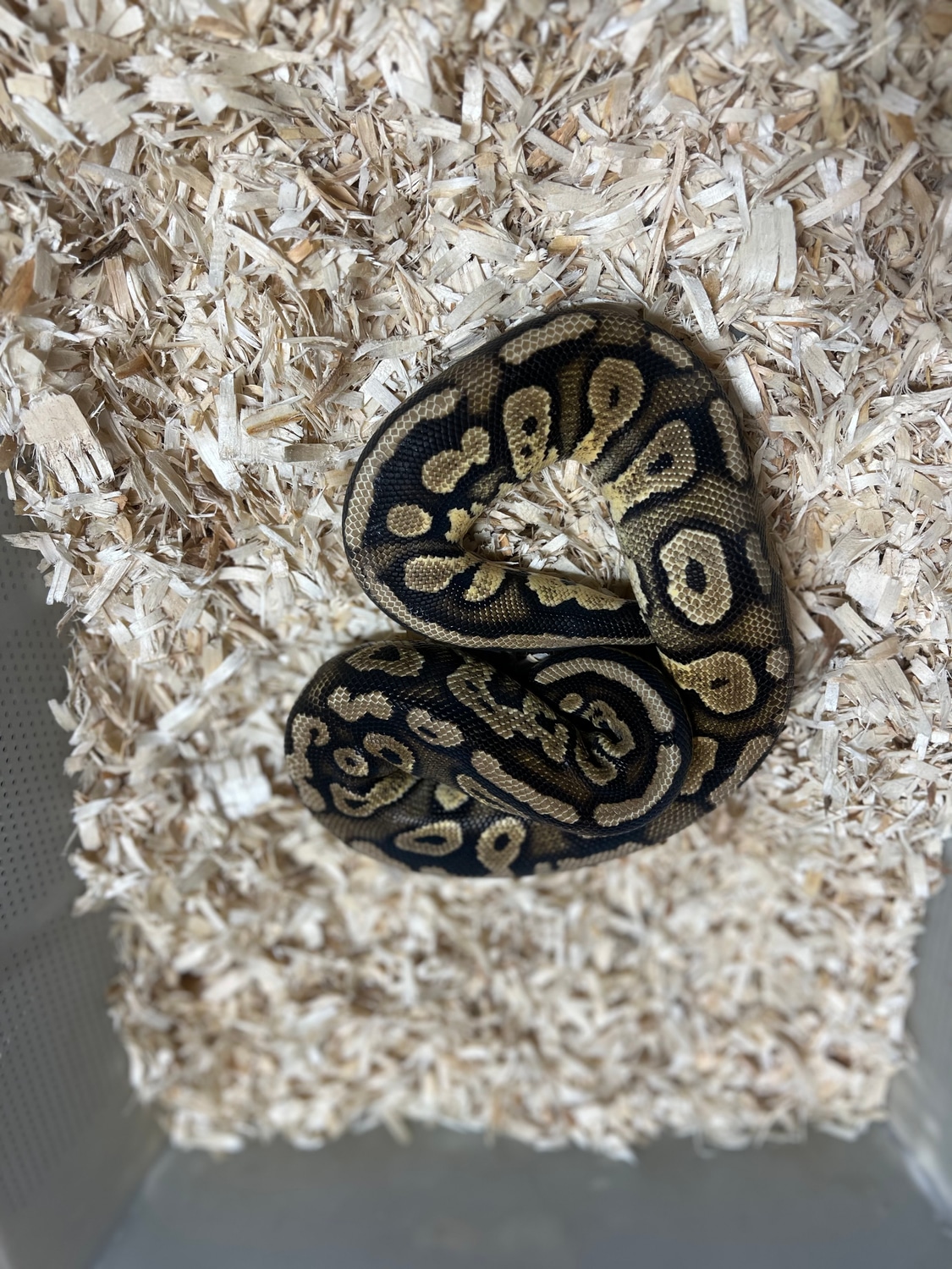 Pastel Cinder Ball Python by Bearded Brothers Exotics - MorphMarket