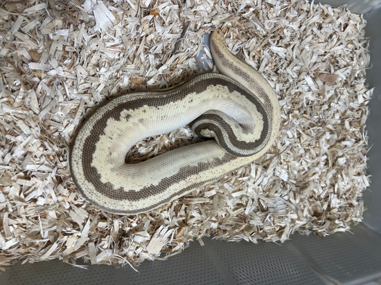 Leopard Vanilla Mojave Pastel Pos Orange Dream Ball Python by Bearded Brothers Exotics