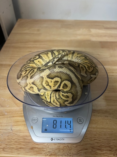 Super Pastel Fire Trick Ball Python by Bearded Brothers Exotics