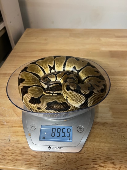 Super Blade Pastel Ball Python by Bearded Brothers Exotics