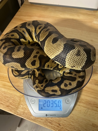 Collection & Groups Ball Python by Bearded Brothers Exotics