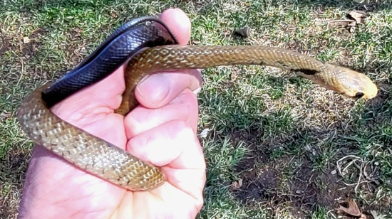 Blacktail Cribo Cribo & Indigo Snakes by Scott Prior Snakes