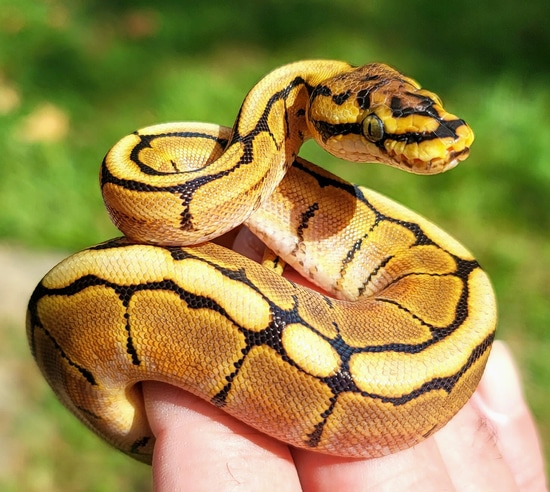 Fire Spider Ball Python by Scott Prior Snakes