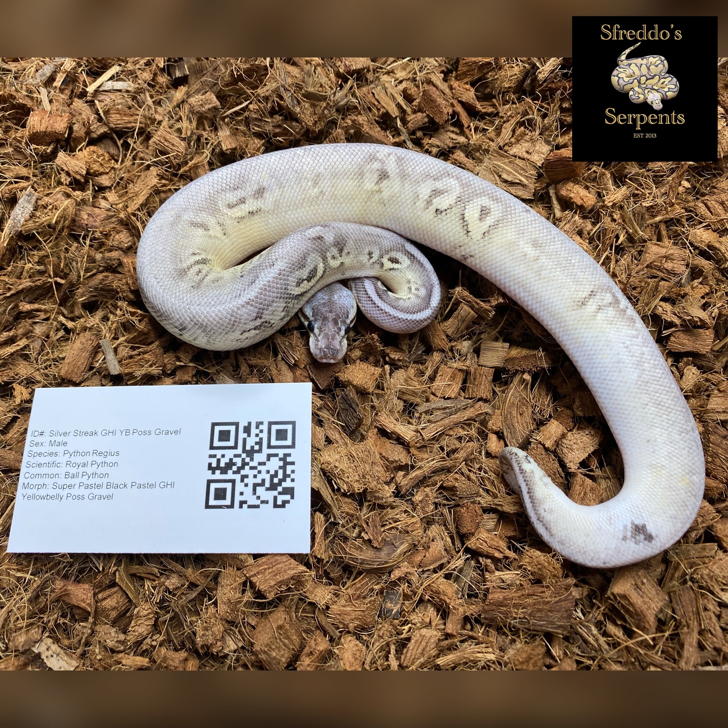 Silver Streak GHI Yellow Belly Poss Gravel Ball Python by Sfreddo's ...