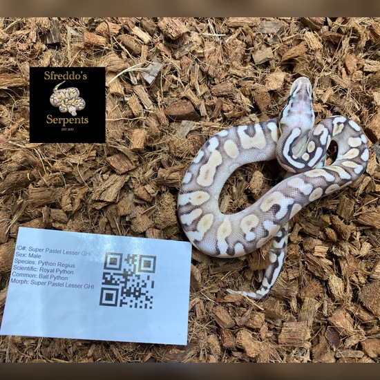 Super Pastel Lesser GHI Ball Python by Sfreddo's Serpents
