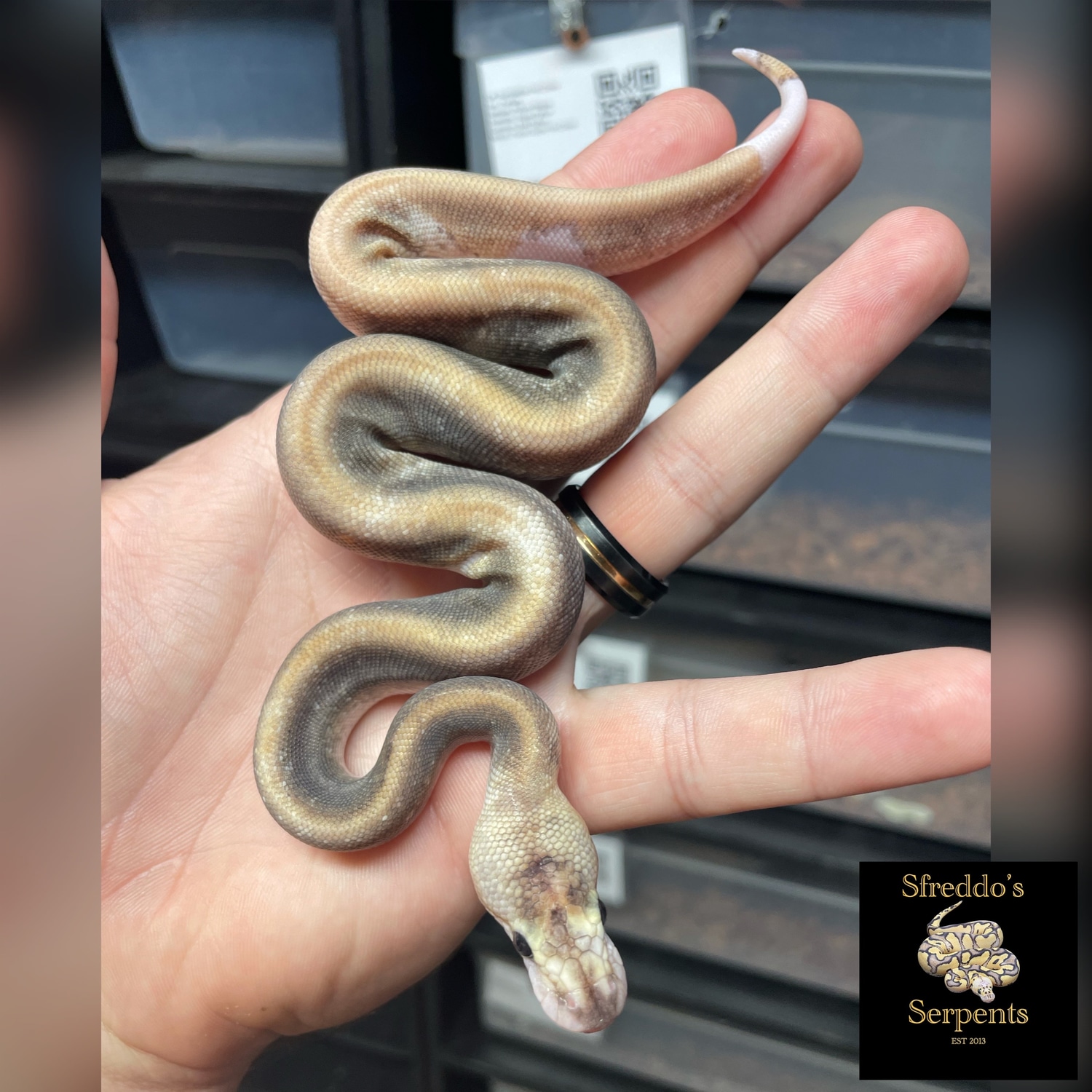 2021 Silver Streak Leopard Champagne Possible GHI Possible Yellow Belly ...