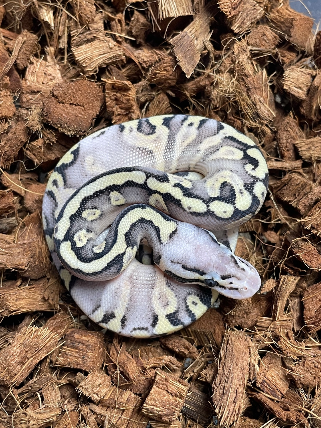 Super Pastel GHI Yellow Belly Or Gravel *Paradox Ball Python by Sfreddo ...