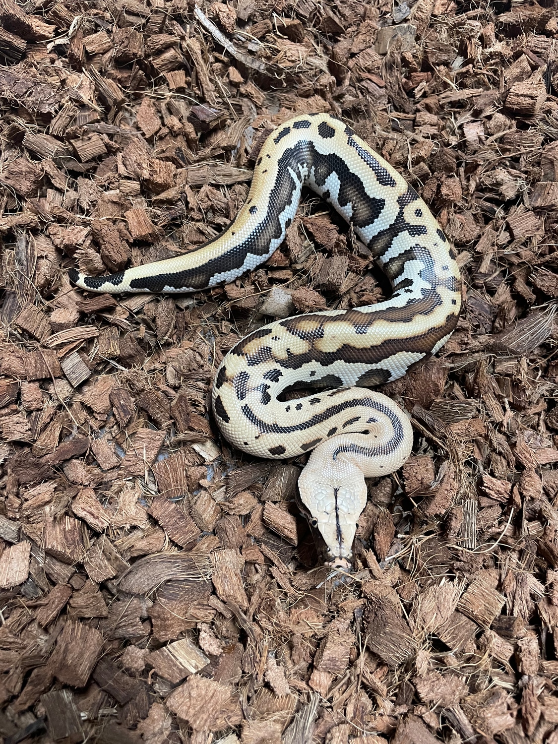 Goldeneye 100% Het T+ Albino Blood Python by Sfreddo's Serpents ...