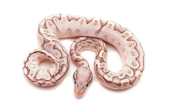 Super Pastel Bamboo YB Or Gravel Ball Python by Sfreddo's Serpents