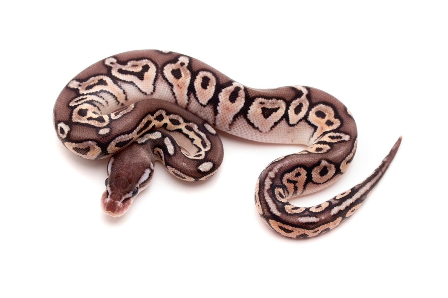 Black Pewter Ball Python by Sfreddo's Serpents - MorphMarket