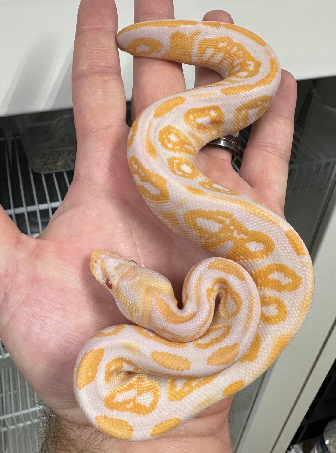 Black Pastel Albino Ball Python by Sfreddo's Serpents - MorphMarket