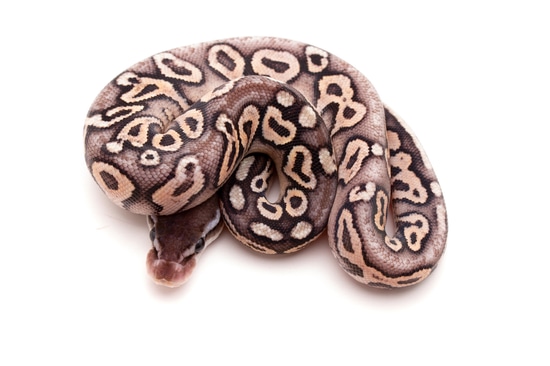 Black Pewter Yellow Belly Ball Python by Sfreddo's Serpents