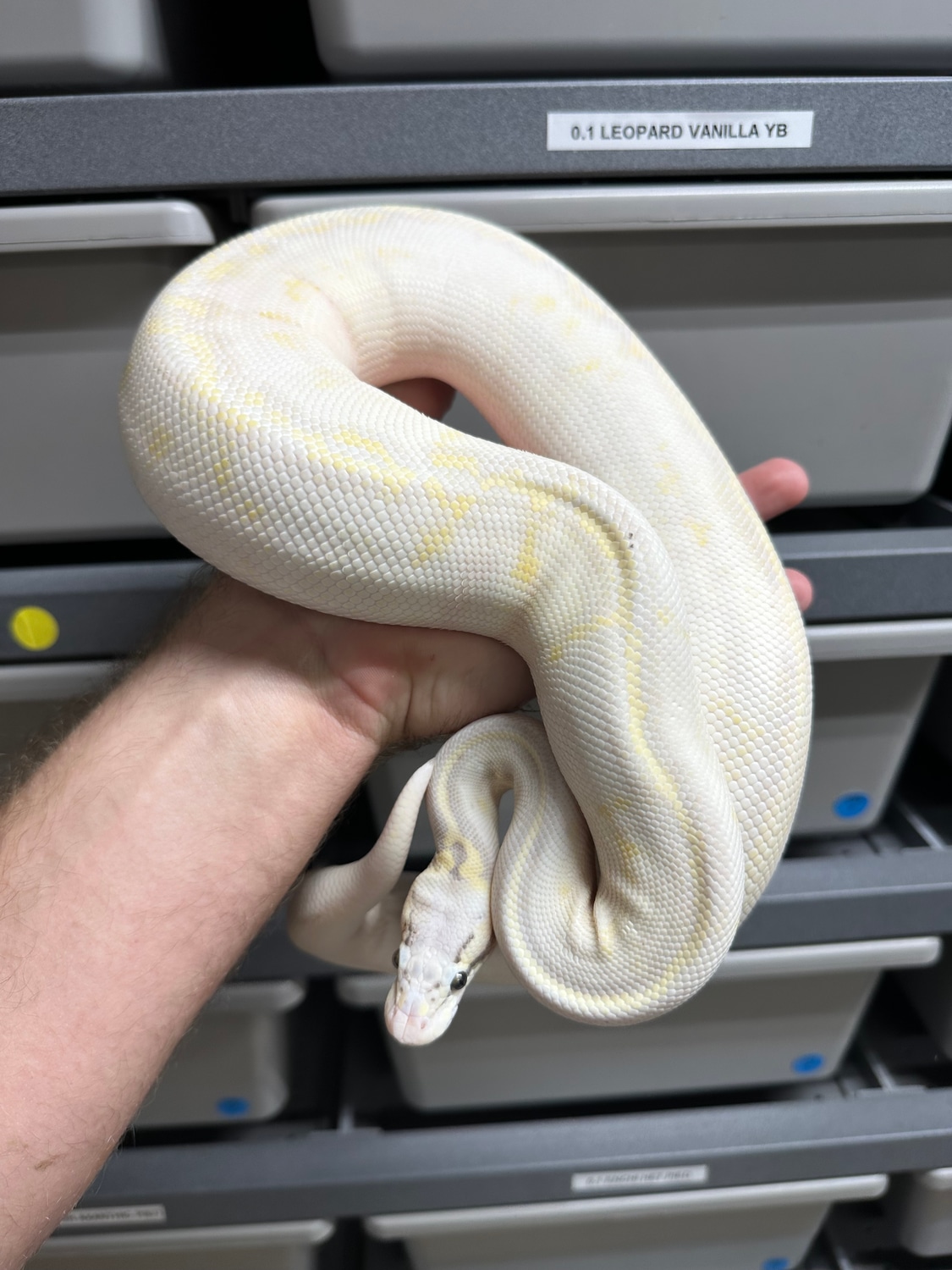 Pastel GHI Highway Female Ball Python by Sfreddo's Serpents - MorphMarket