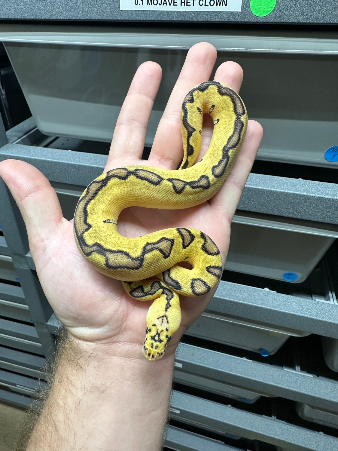 Pastel Enchi Clown Blade Poss Het Pied Ball Python by Sfreddo's ...