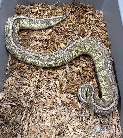 Pewter Fire Red Stripe Yellow Belly Ball Python by Sfreddo's Serpents