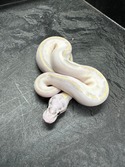 Pastel Ivory Het Clown Ball Python by Sfreddo's Serpents