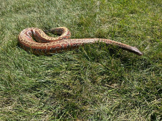 Batik Het T Negative Albino Blood Python by Sfreddo's Serpents