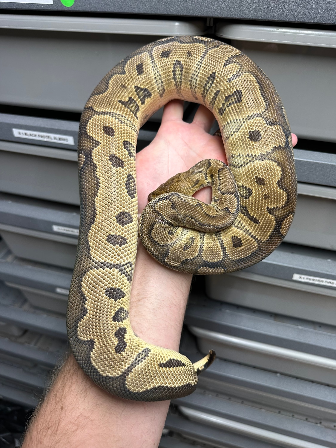 Desert Ghost Clown Package