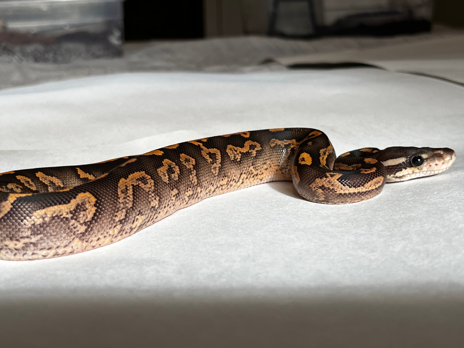 Black Fire Yellowbelly Ball Python by Scales, Tails, and Fangs ...