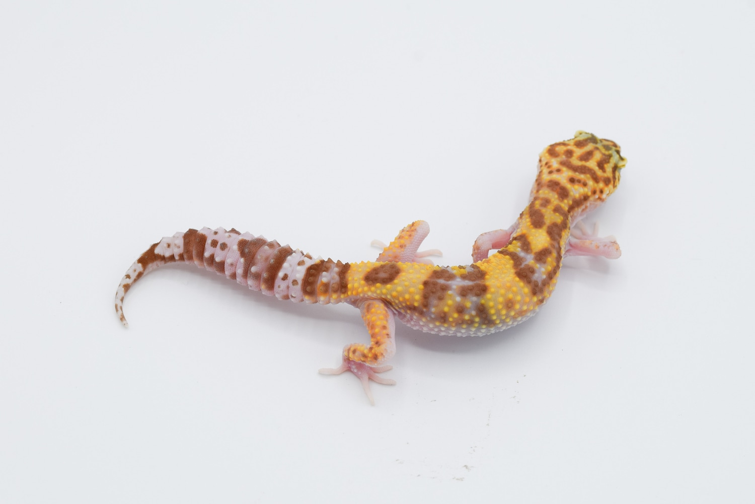 *Pet Only* Blood Tremper Albino Eclipse (RAPTOR) Leopard Gecko by SG ...