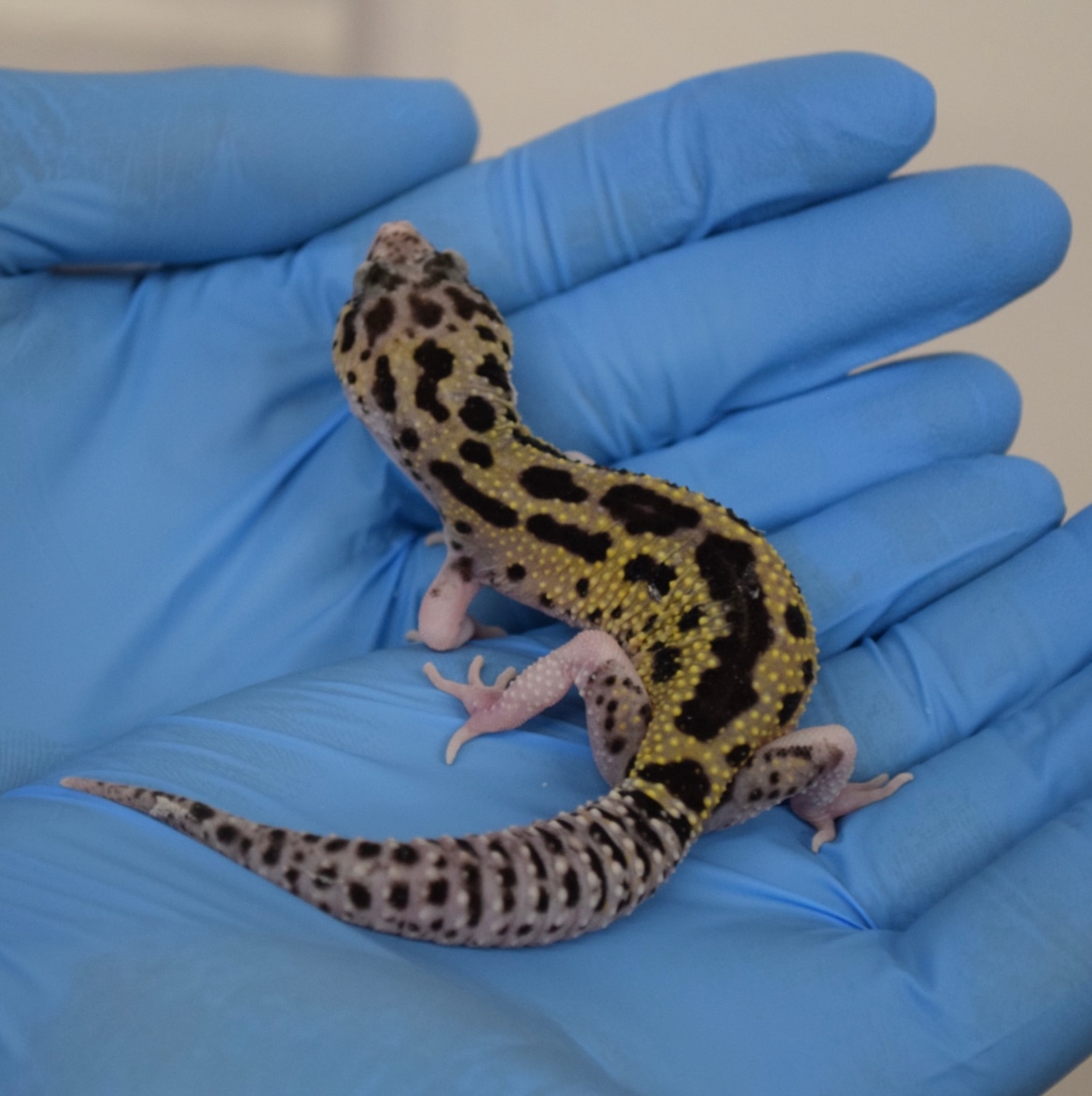 Bold Mack Snow Hyper Xanthic Eclipse Reverse Stripe Pos Het Tremper ...