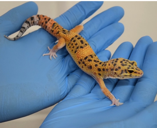 Blood Emerine Hyper Xanthic Pos Het Raptor Leopard Gecko by Foley’s Fauna