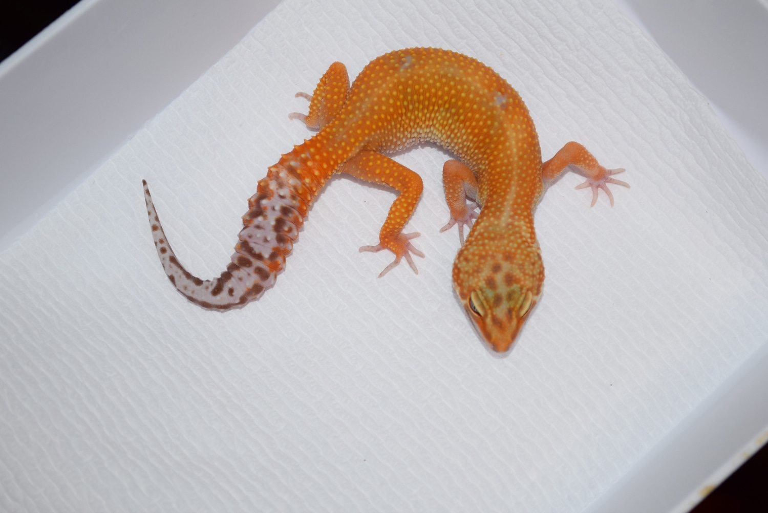 Blood Emerine Tremper Ph Eclipse Leopard Gecko by SG Reptiles - MorphMarket