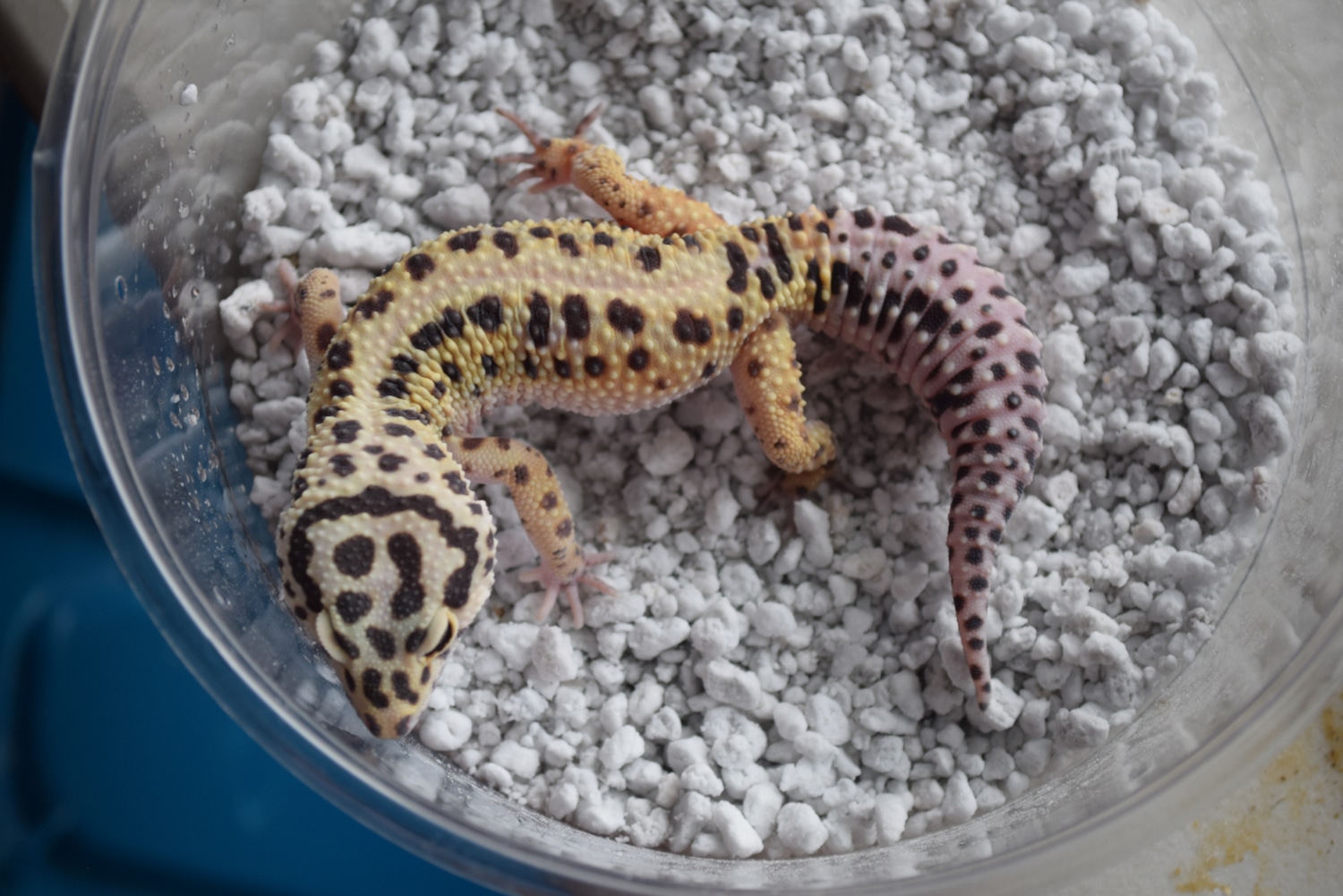 Bold Stripe Het Rainwater Leopard Gecko by SG Reptiles - MorphMarket