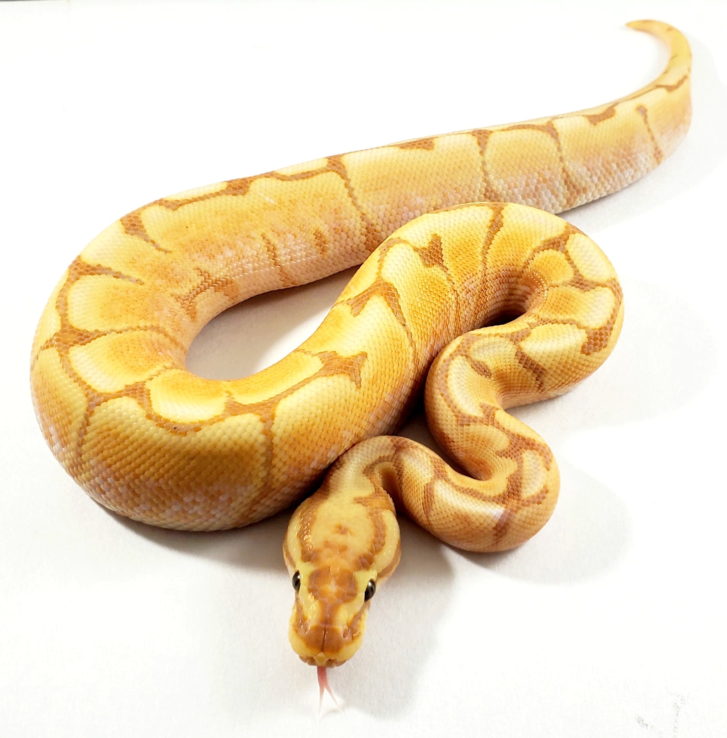 🕷CG Spider🤤 Ball Python by SGBReptiles - MorphMarket