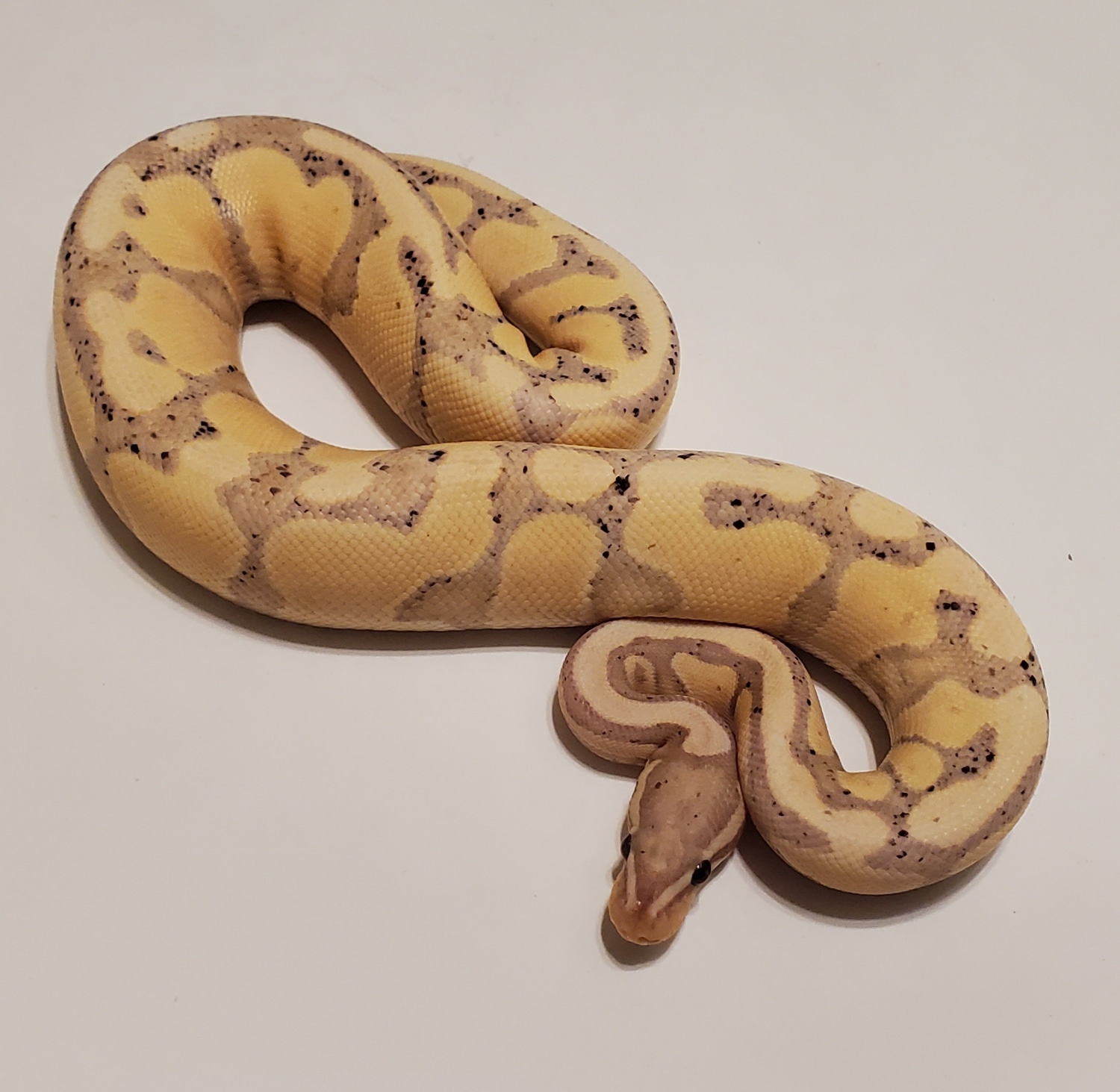 🐍CG Enchi🐍 Ball Python by SGBReptiles - MorphMarket
