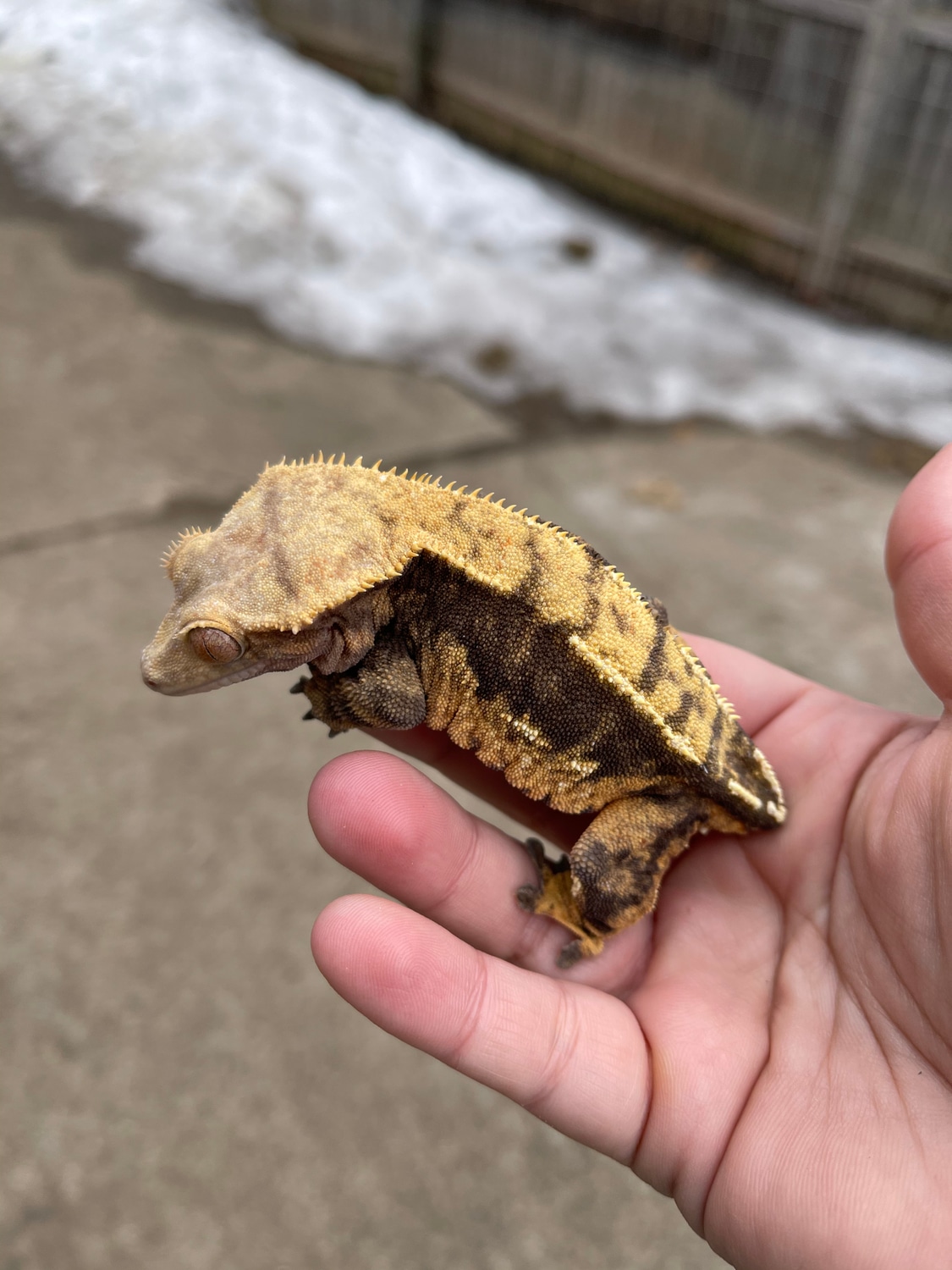 Halloween Crested Gecko by Sticky Toes Geckos - MorphMarket
