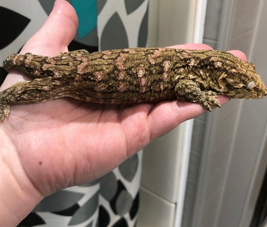 RTB NuuAna Leachianus Gecko by Sticky Toes Geckos