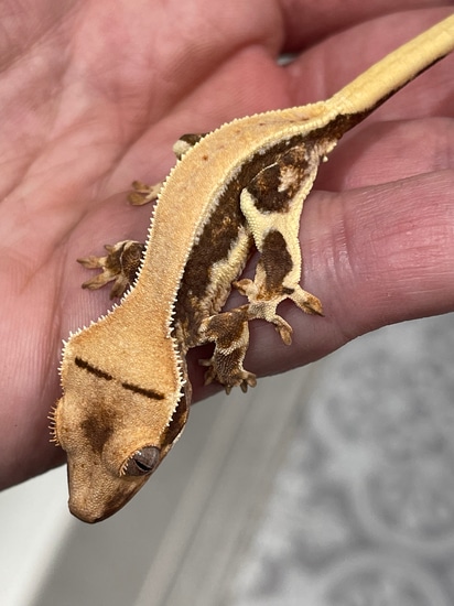 Clean Dorsal Red Lilly White NPV Crested Gecko by Sticky Toes Geckos