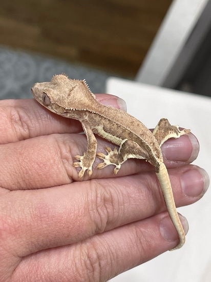 Phantom Yellow Lilly White NPV Crested Gecko by Sticky Toes Geckos