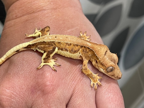 Phantom Yellow Lilly White PV Crested Gecko by Sticky Toes Geckos