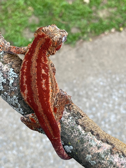 Red Stripe RTB Female Gargoyle Gecko by Sticky Toes Geckos