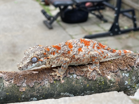 Red & Orange Blotch RTB Female Gargoyle Gecko by Sticky Toes Geckos