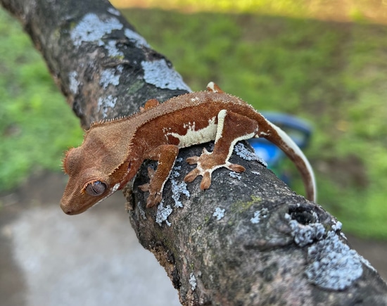Red Phantom Lilly White Crested Gecko by Sticky Toes Geckos