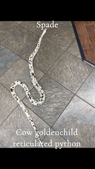 Cow GC Reticulated Python by KBReptiles